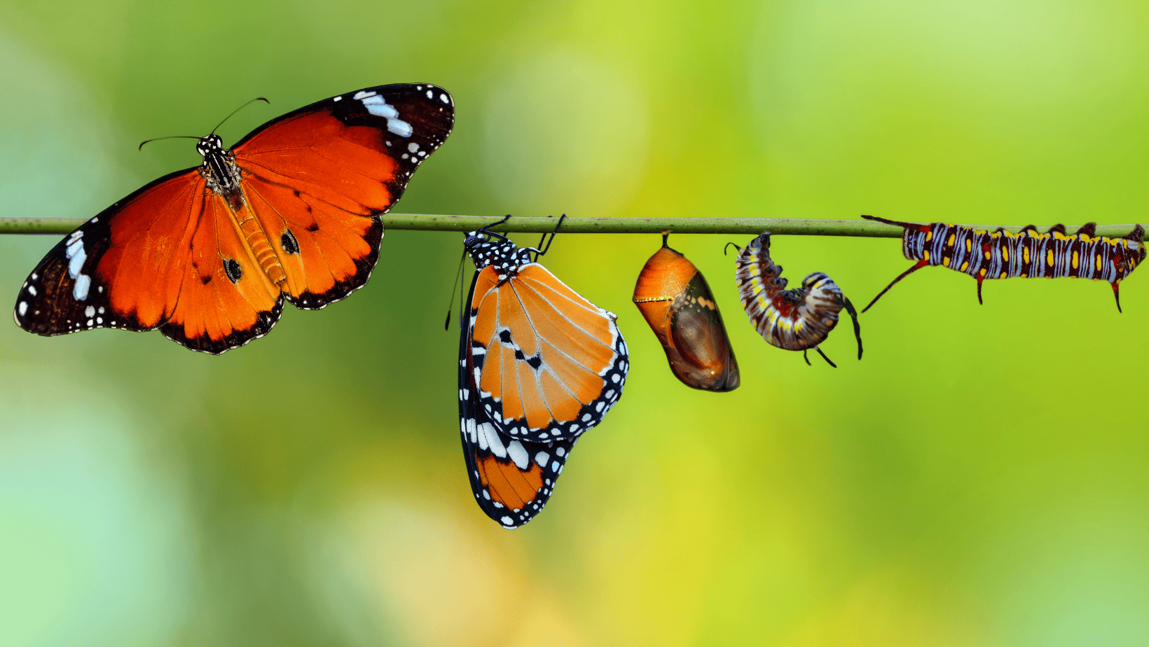 8 Signs of Transformation by Jacqueline Murray - Holistic Bliss Magazine