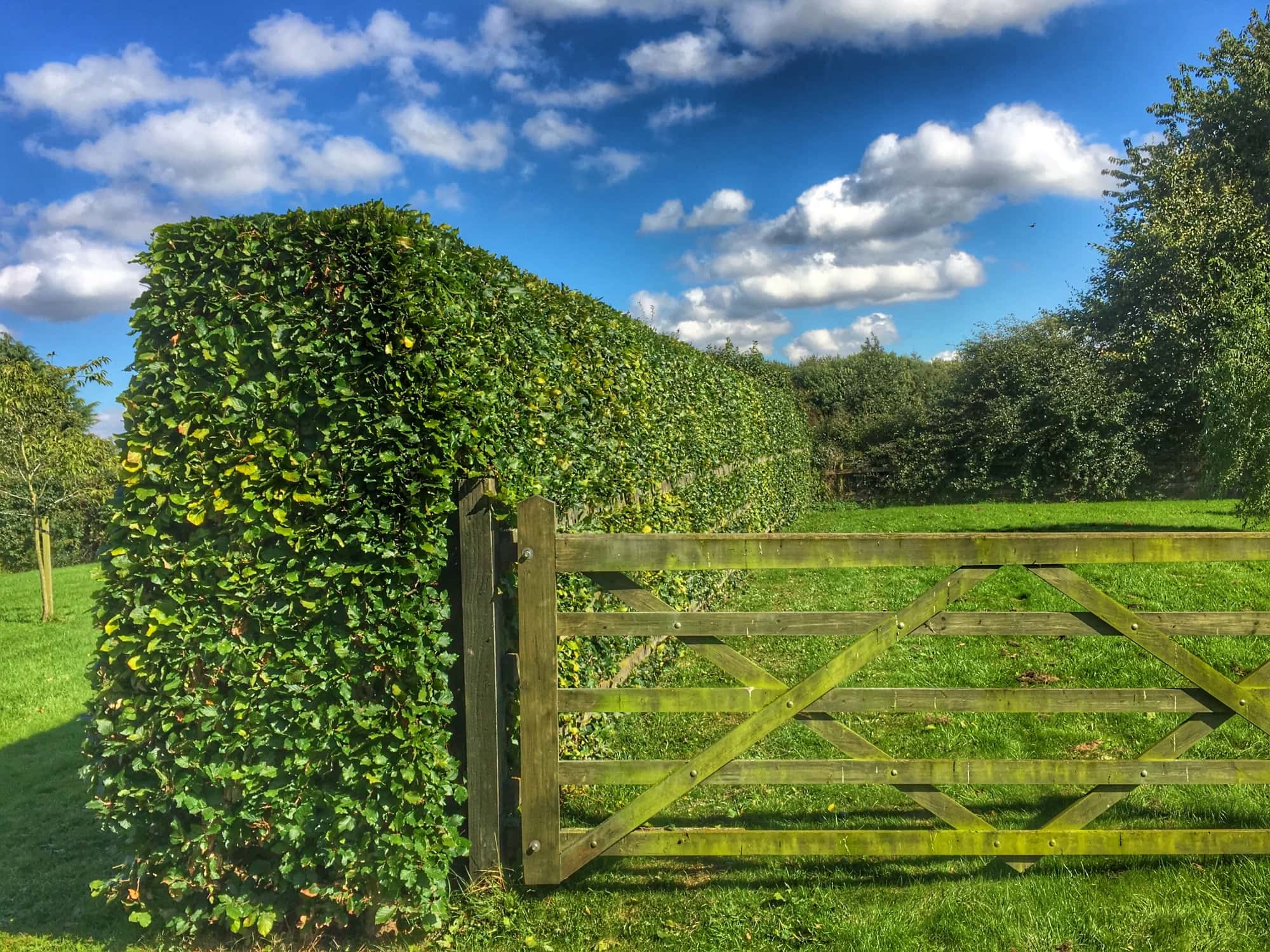 How My Animals Have Taught Me About Boundaries by Davina Herbert ...