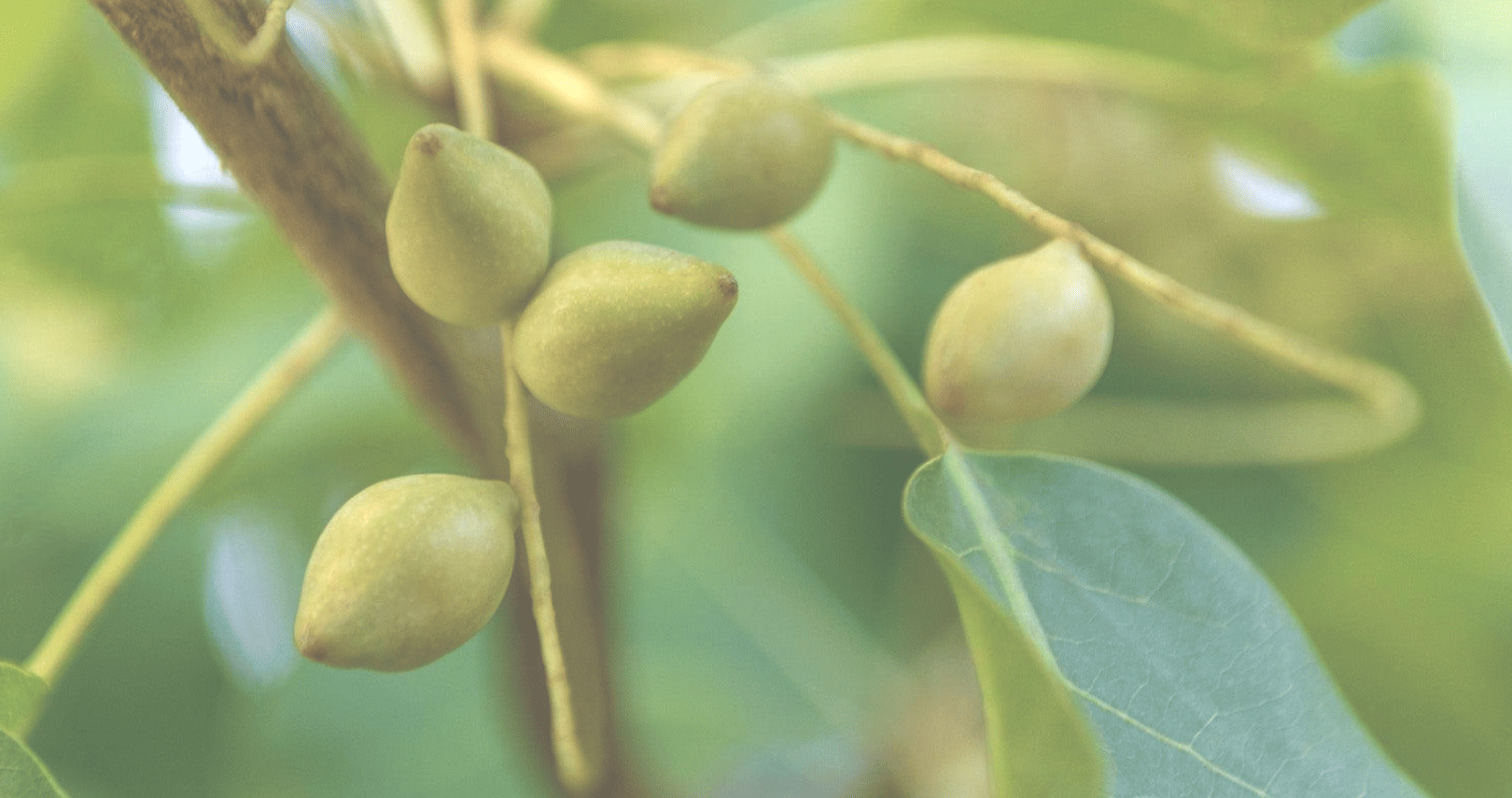 The Power of Kakadu Plum: Nature's Superfood for Health and Skin By ...