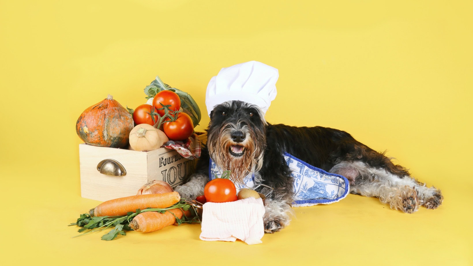 The Bliss of Cooking for your Dog by Dr Elaine Cebuliak - Holistic ...