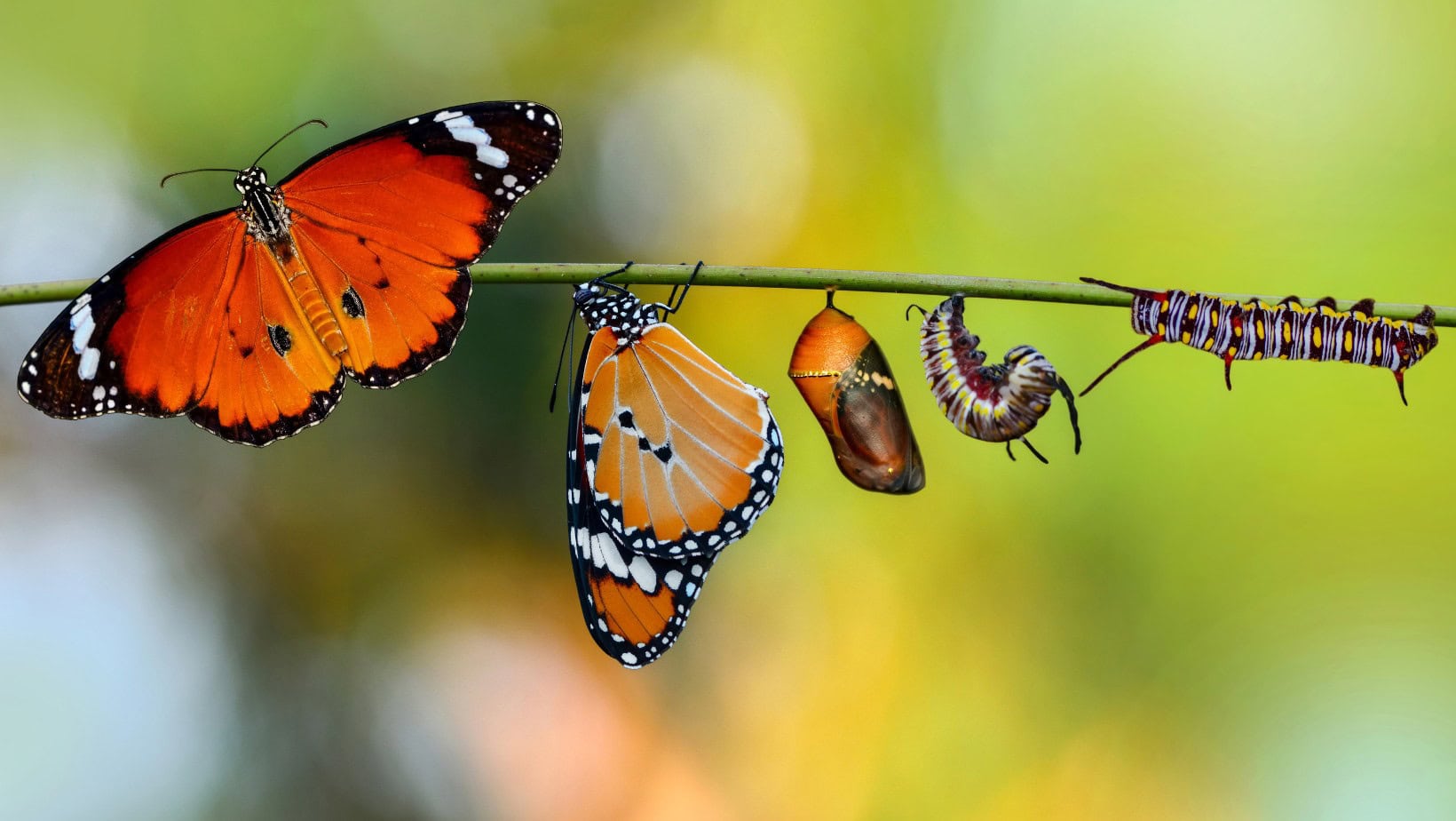 MY CURRENT EVOLUTION by Barbara Brewster - Holistic Bliss Magazine